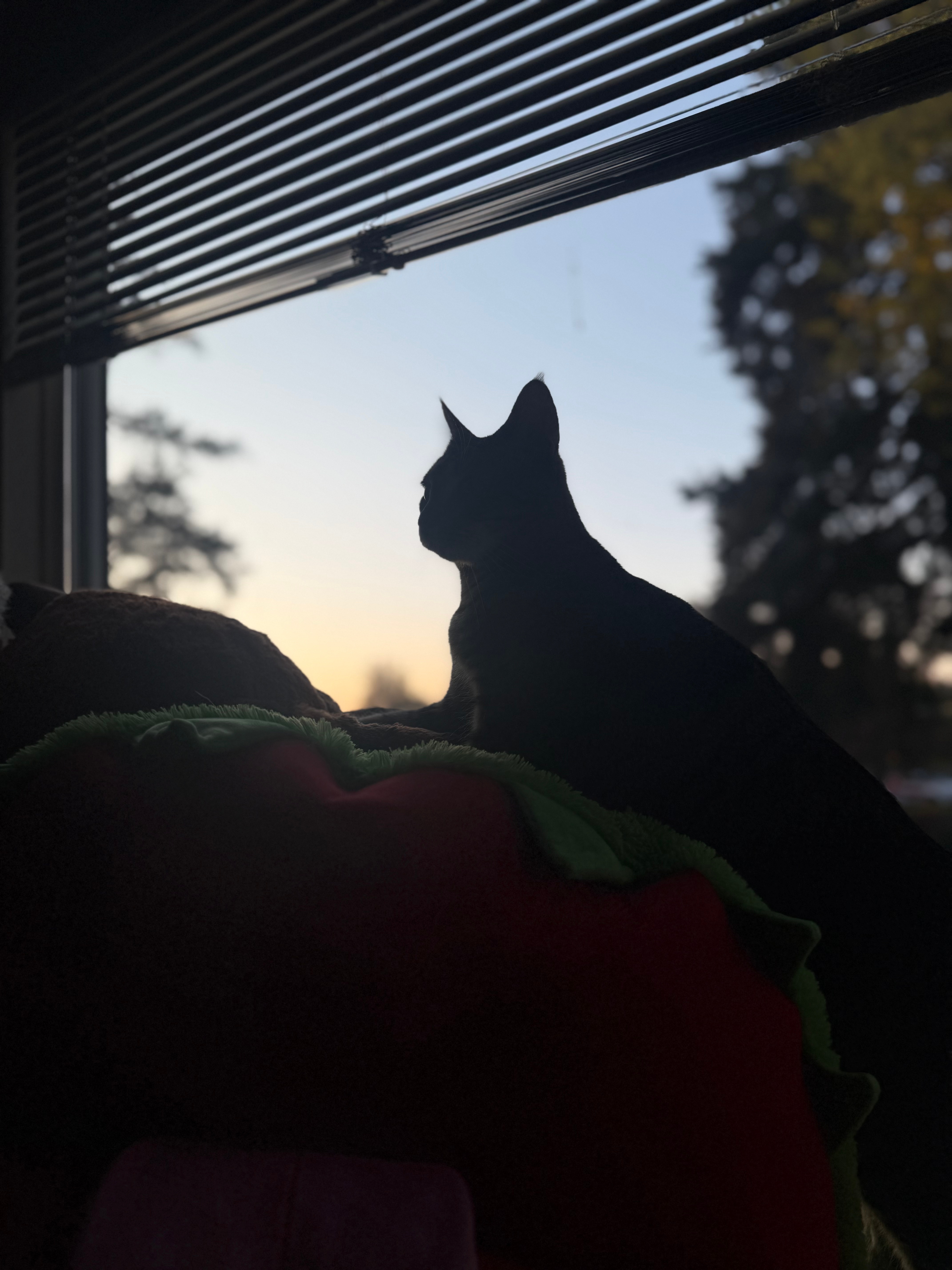 Is She His? – Healing Birds Fly Again